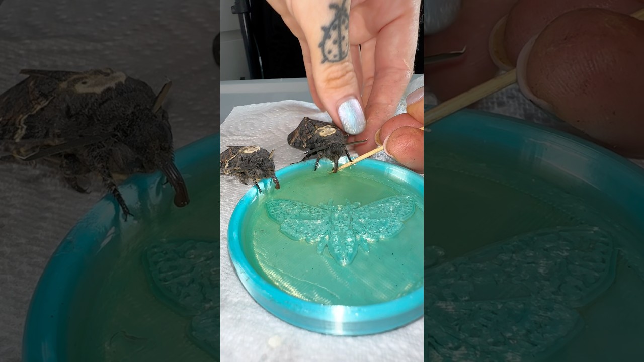 Feeding squeaky moths gets easier each time I do it! #feedingmoths