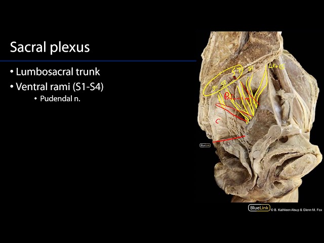 How to pronounce sacral nerve | HowToPronounce.com