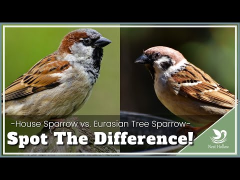 Another Introduced Sparrow to Watch Out For: Eurasian Tree Sparrow vs. House Sparrow