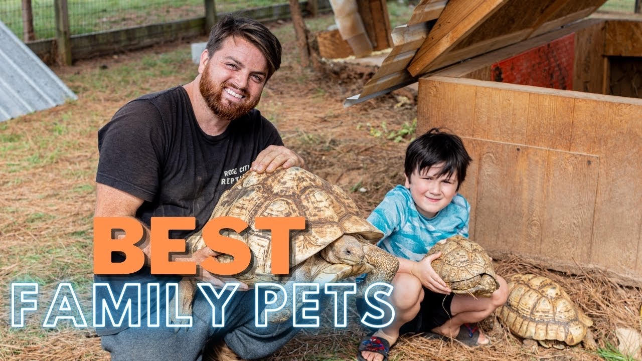 ENTIRE Turtle & Tortoise COLLECTION!