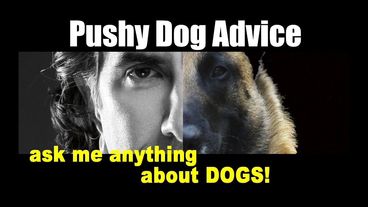 Should a Dog Be Allowed in Personal Space  - ask me anything - Dog Training Video