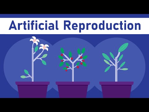 You Will Be (A Bit) Awed by These Gardening Tricks: Artificial Reproduction