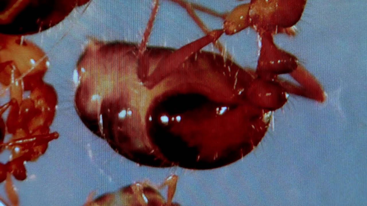 Missouri confirms red imported fire ant mounds in Bootheel