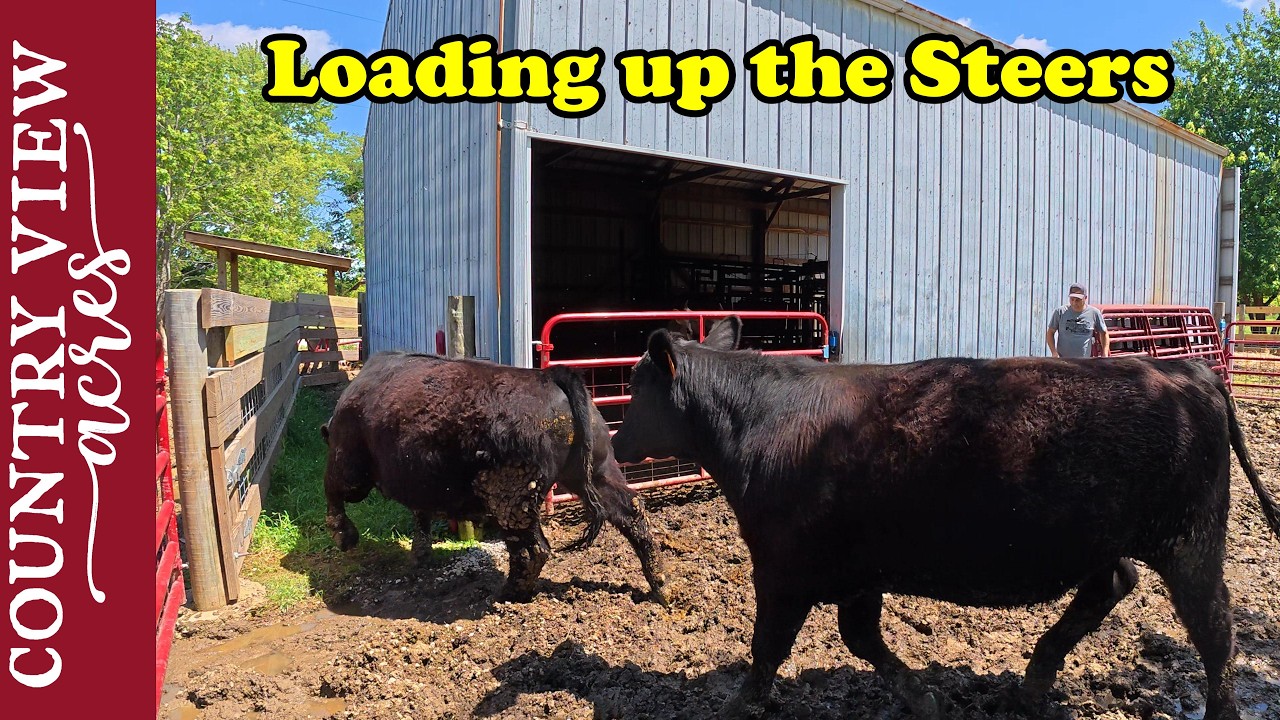 The Steers Say Goodbye.   Breakdowns and Temporary Fixes