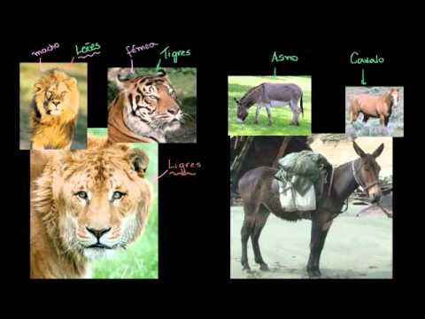 Espécies (vídeo) | Especiação | Khan Academy