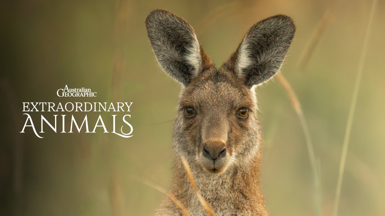 Eastern Grey Kangaroo Boxing 👊 | Extraordinary Animals
