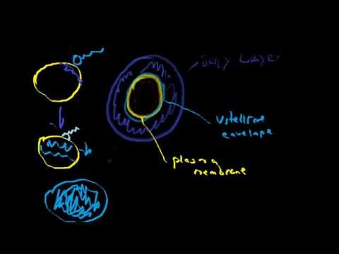 Biology - Oogenesis The Basics Revised
