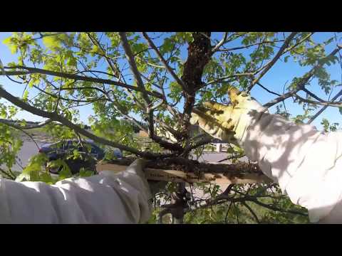 How to catch a swarm using the Frame Method. Shane and Jessicas swarm Beginning Beekeeping in Texas