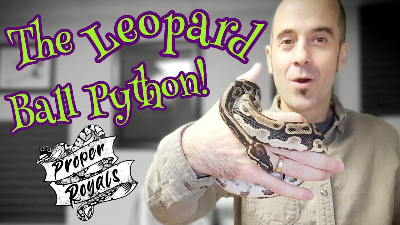 The LEOPARD Ball Python Morph