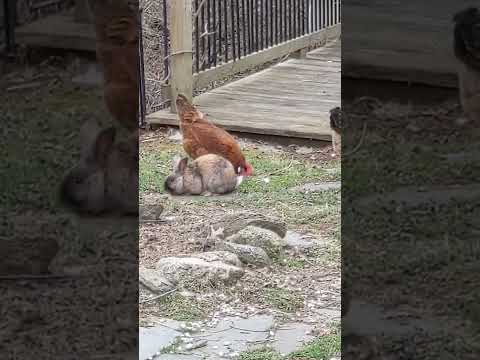 "Do bunnies get along with chickens?"
