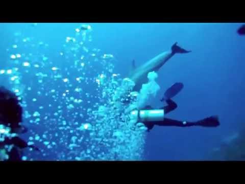 Diving Rangiroa - Tiputa pass - with Dolphins