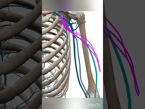 veins of upper arm axillary brachial cephalic basilic veins #veins #upperarmveins#axillary #cephalic