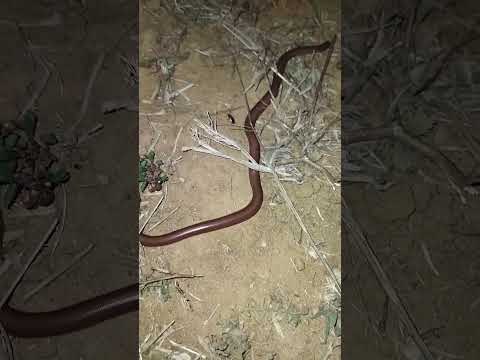 Non venomous snaka #short #viral #video #shortviralvideo