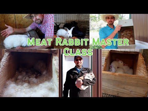 Raising Meat Rabbits: The Ultimate Guide!