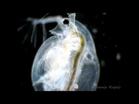 Daphnia – Mikrosvijet