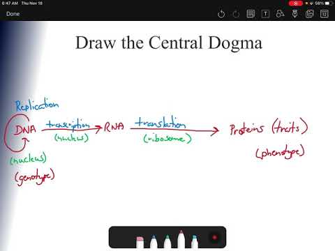 Chapter 10 PowerPoint Part 1 - Central Dogma & RNA