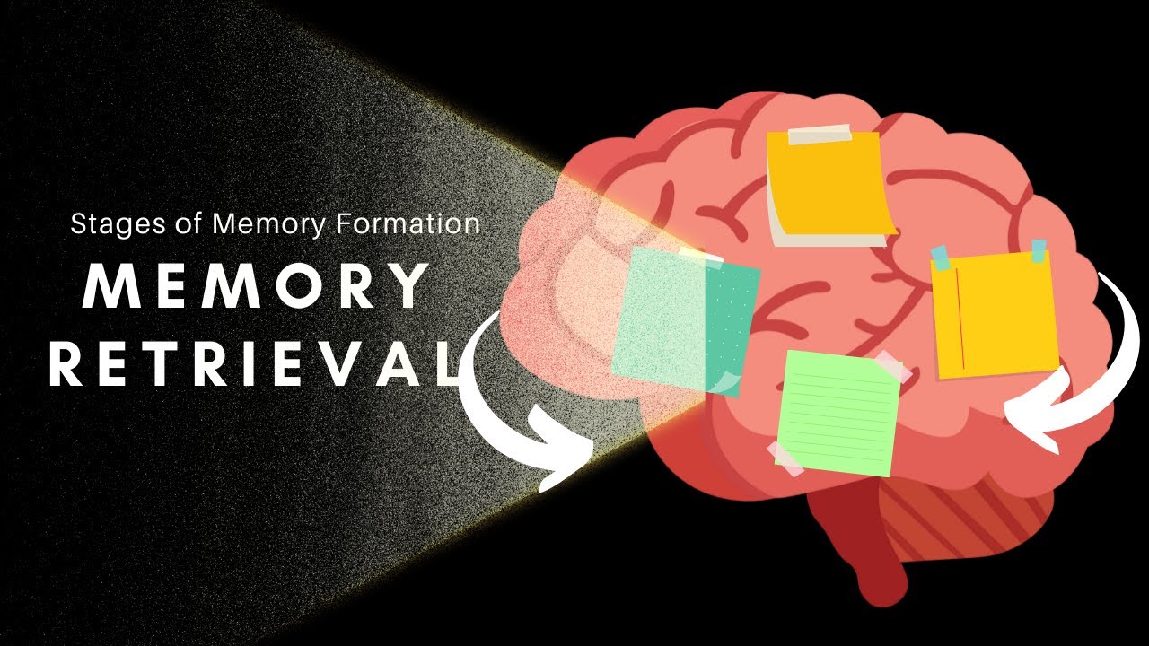 Memory Retrieval (Recall, Recognition, Relearning, Proactive & Retroactive Retrieval Interference)