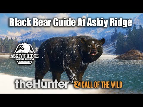 Steam Community :: Video :: Black Bear Guide At Askiy Ridge - theHunter ...