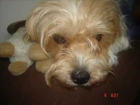 Chien trop mignon !!!!!!!!!!