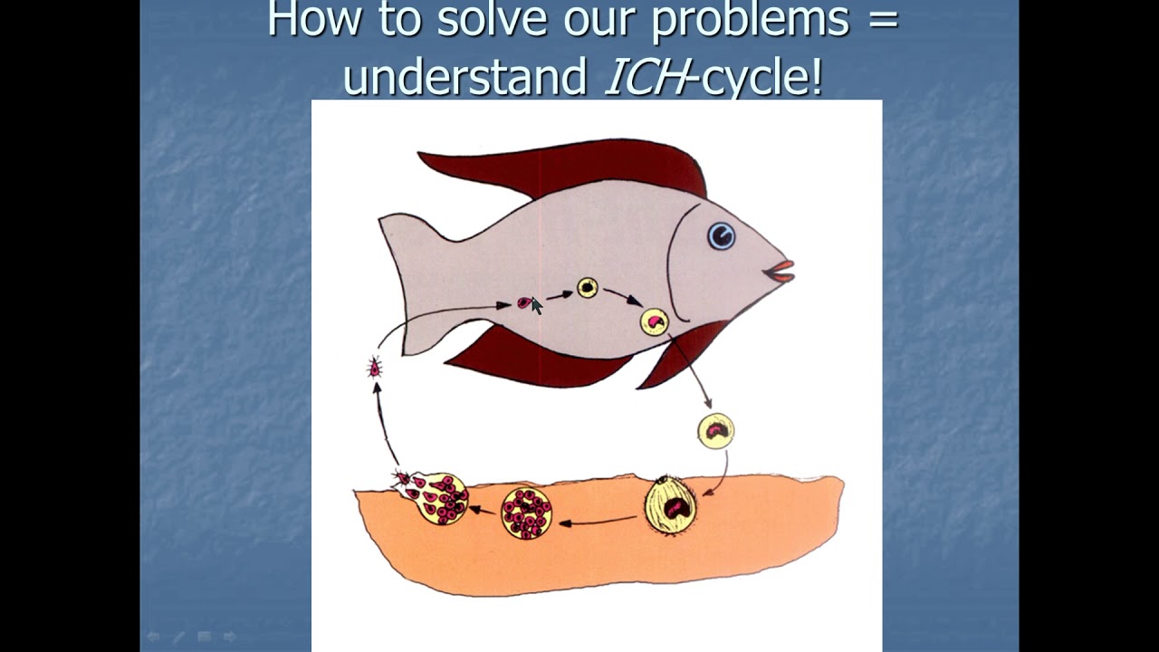 Fish Disease Tutorial on White Spot Disease or ICH on aquarium fish
