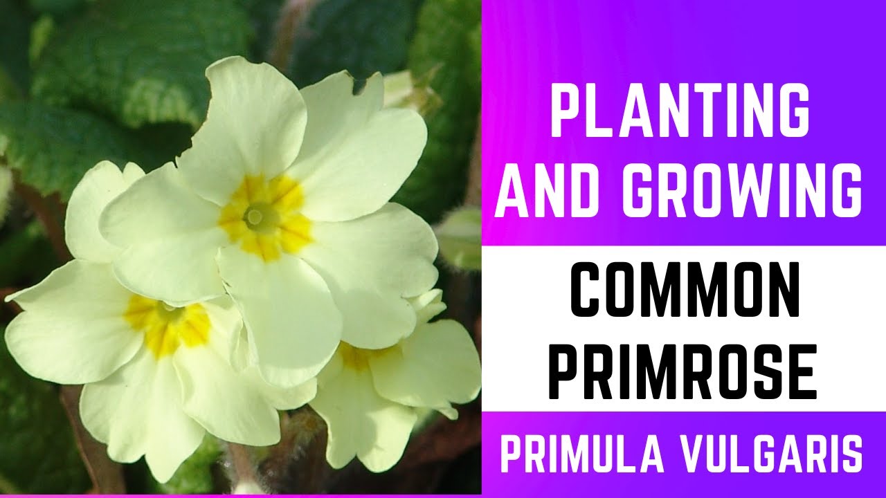 Planting and Growing Common Primrose (Primula vulgaris)🌼🌼🌼