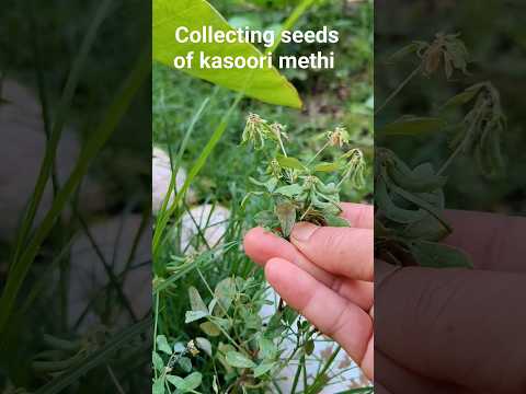 Seeds of kasoori methi#fenugreek seeds#kasoori#methi#shorts