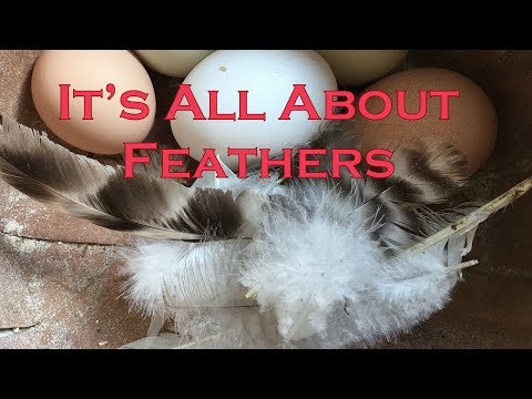It's All About Feathers