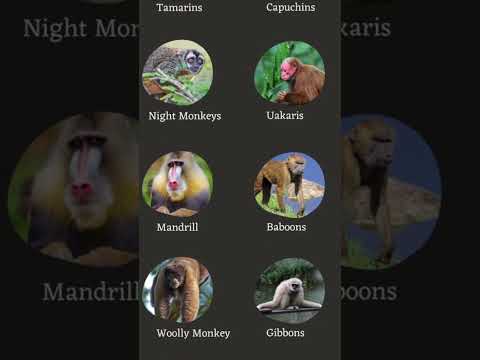 Types Of Monkeys - Marmoset 🐒 #shorts #monkey #youtubeshorts