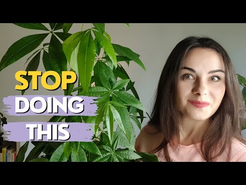 Most common MONEY TREE mistakes | ALL money tree questions ANSWERED