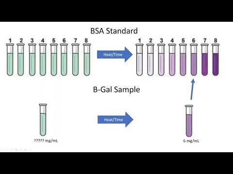 BCA Lecture Spring
