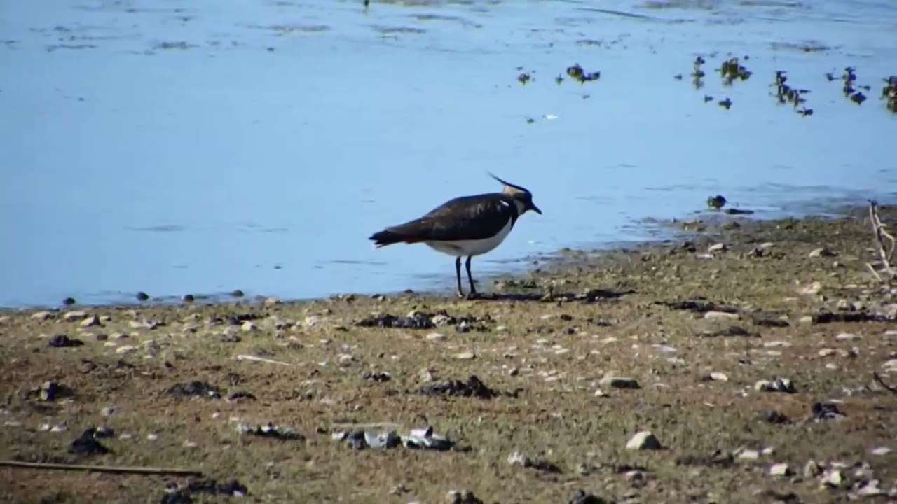 lapwing