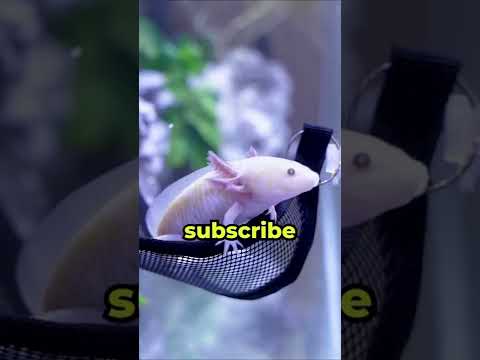 I Gave My Axolotl A Hammock 💤