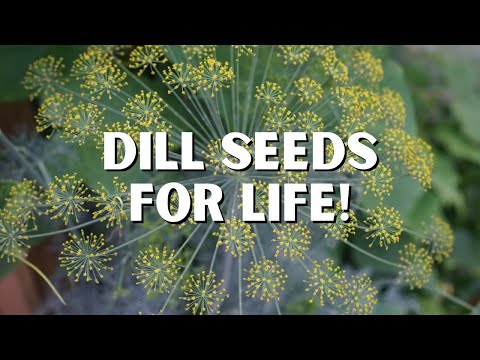 How to Get Free Dill Plants for Life
