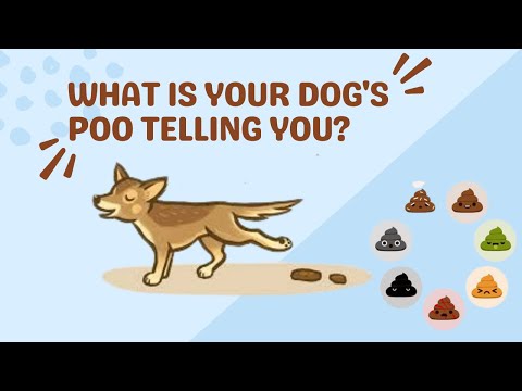 What is your dog's poop telling you?