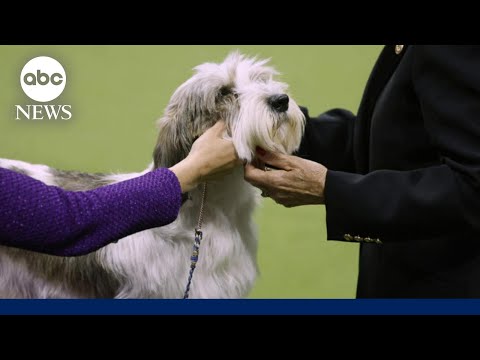 Inside the puppy prep for the Westminister's dog show | Nightline