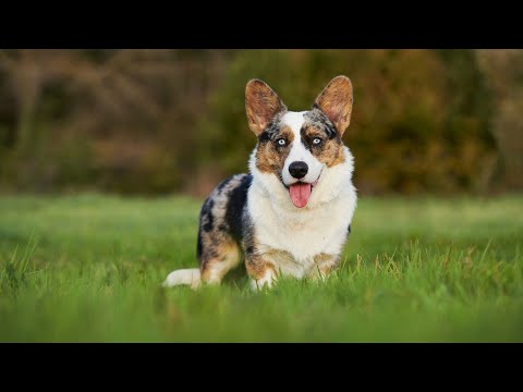 Discover the Unique Cardigan Welsh Corgi: A Breed Apart