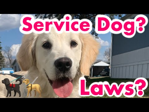 What is a Service Dog? Laws?