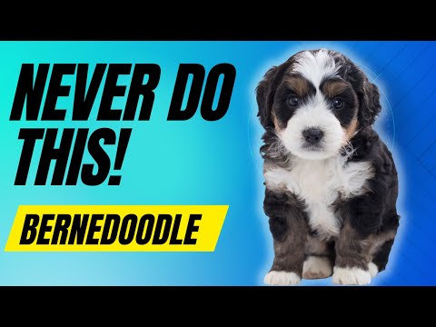 7 Things You Must Never Do With Your Bernedoodle Dog