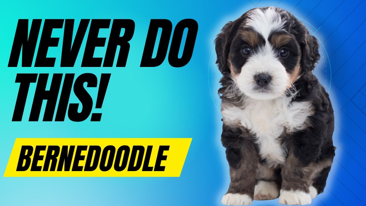 7 Things You Must Never Do With Your Bernedoodle Dog