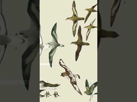 இந்தப்பறவைகள் சராசரி மனிதனை விடவும் அதிக காலம் வாழுமா! | which bird lives the longest? | Albatrosses