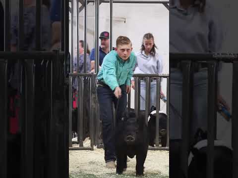 Had to hop on this trend Showpig Edition! #showpigs #stockshowkid #practice #livestockshow