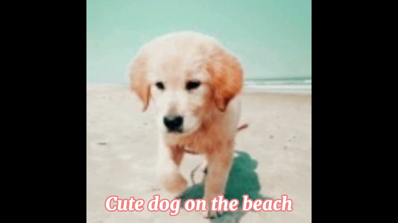 Preppy dog pictures 💗