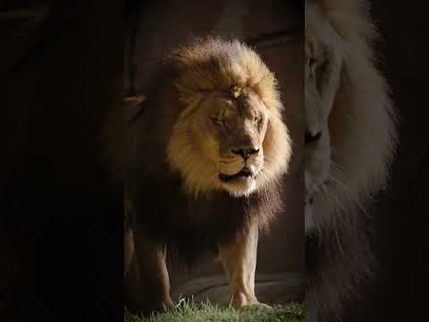 Bring the Lion Out