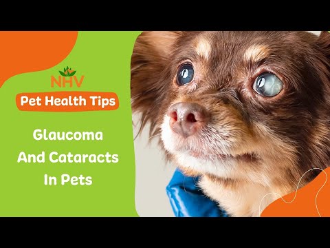 Glaucoma and Cataracts In Pets
