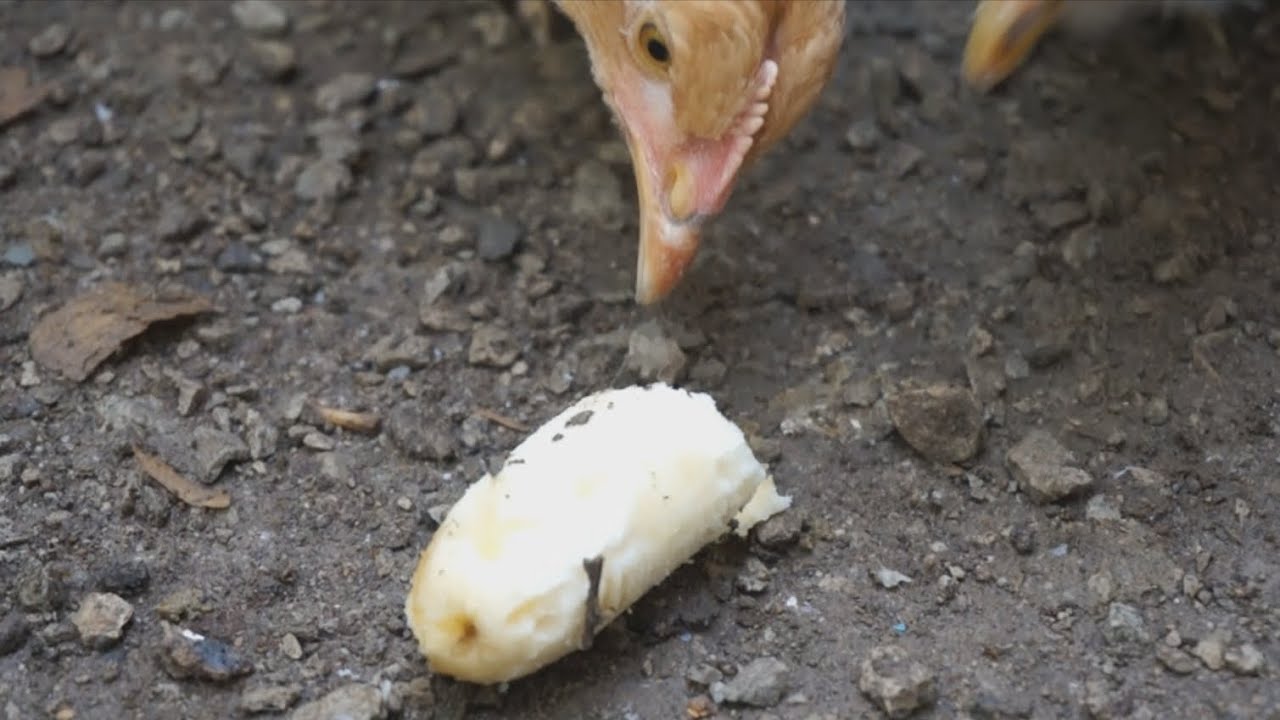 Chickens Eating a Banana for the First Time