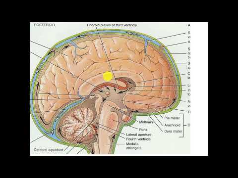 Brain Medial View