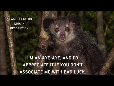 Top 10 facts about the Aye-aye.