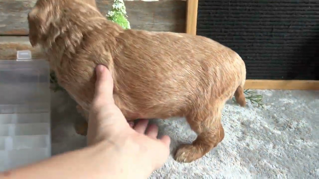 Clancy - Medium Goldendoodle - Family Bred Puppies