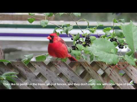 CA, Ontario: The 10 most common birds from our backyard – 1000 Places ...