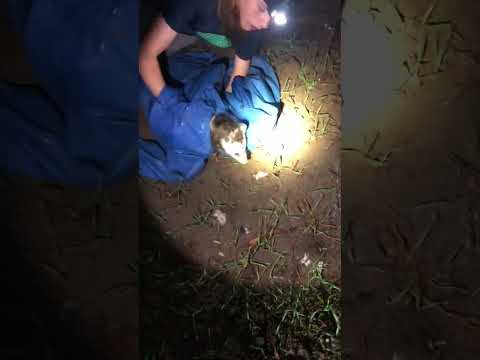 Who needs traps??? - Varmint Catching 101 #shorts #countrylife #trapping